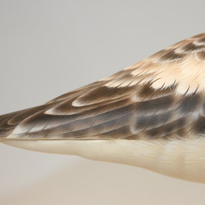 American Avocet Shorebird ,decoy, Bird Carving, Hand Carved. - Etsy