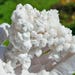 204 Calcite Crystal Cluster Mineral Specimen White Popcorn - Etsy UK