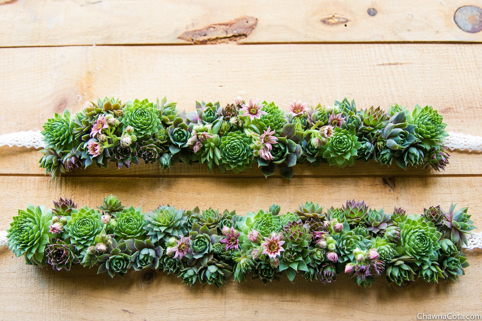 Living Succulent Crown | Etsy