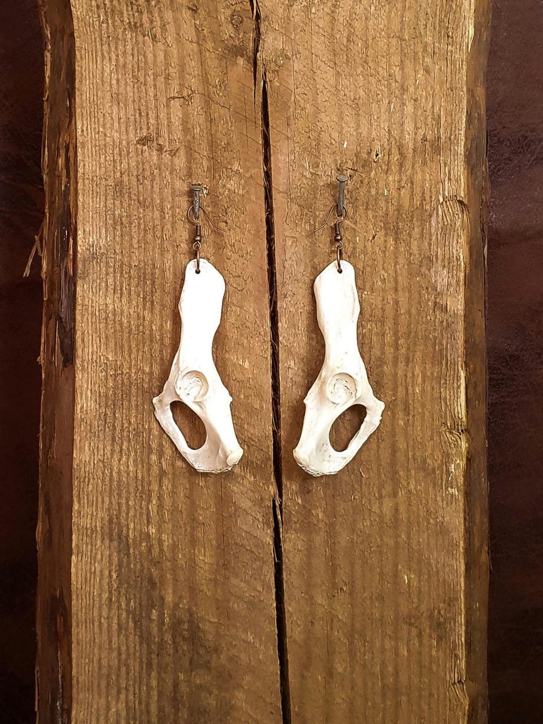 Real Fox Cub Pelvis Bone Earrings, Real Animal Bones, Taxidermy - Etsy