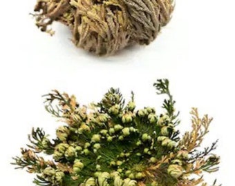 Rose of Jericho - Resurrection Plant - Etsy
