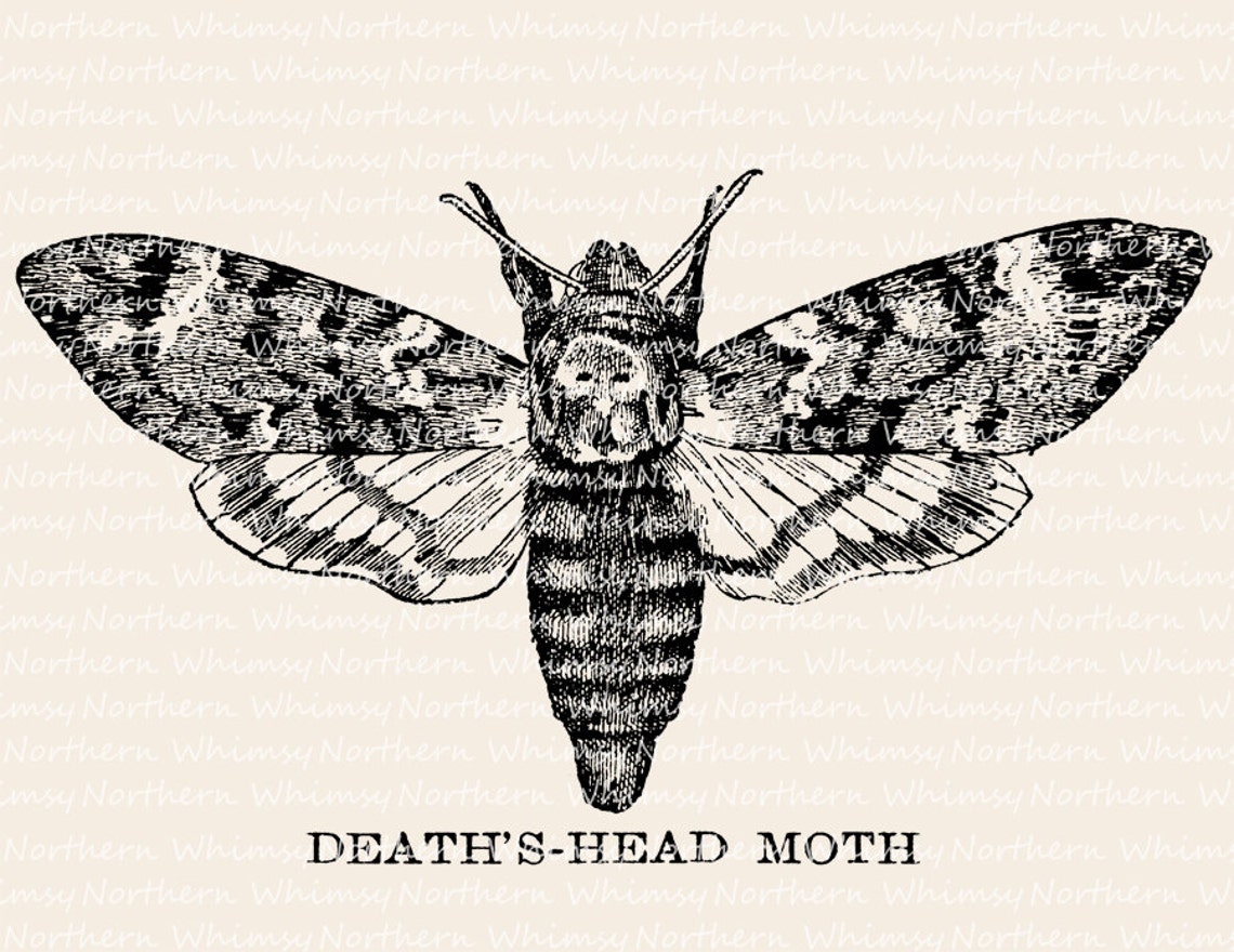 Death's Head Moth Illustration Vintage Insect Clip Art Image Digital ...