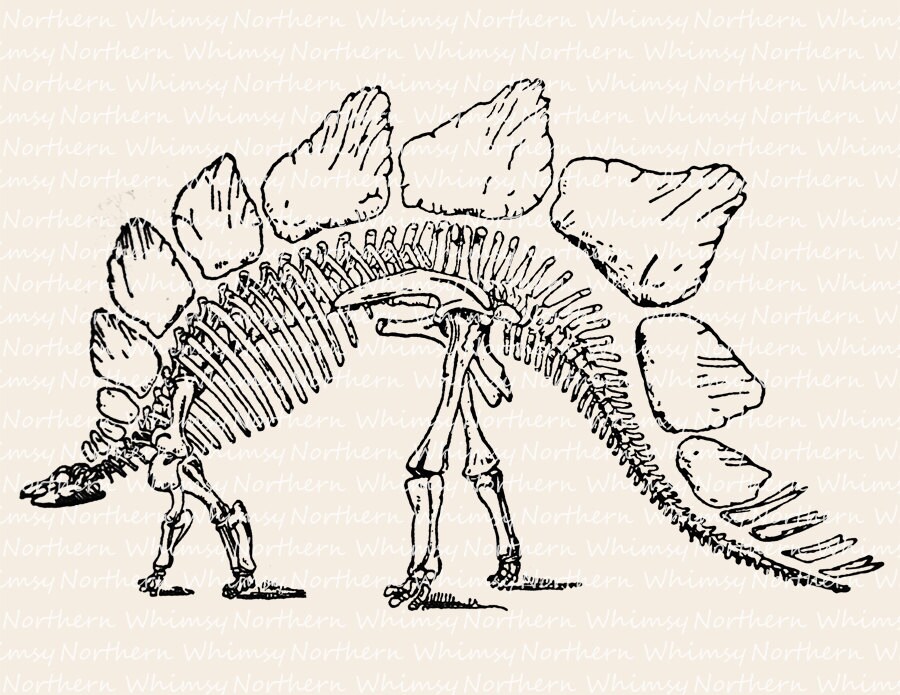 Stegosaurus Skeleton Drawing