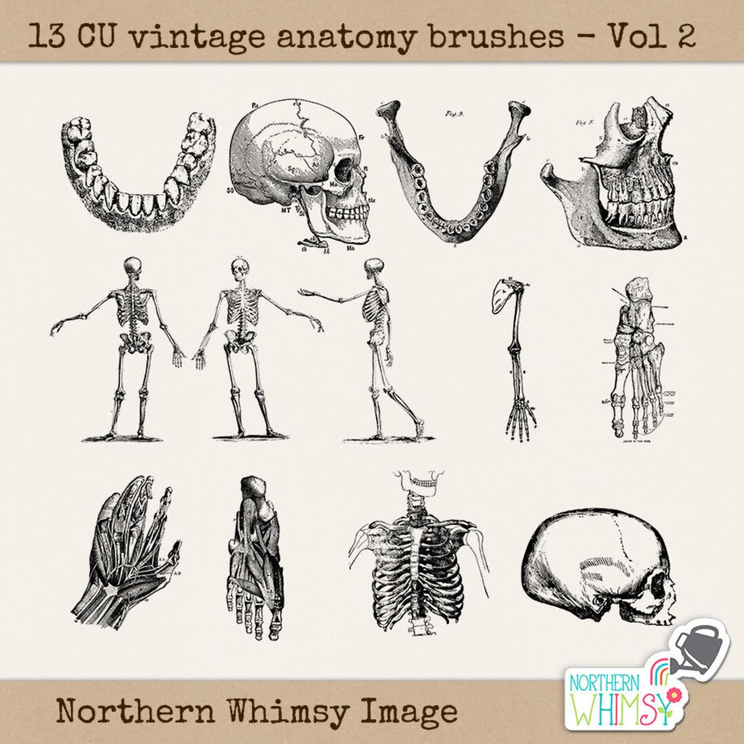 Anatomía Clip Art Set 13 imágenes PNG plus ABR Photoshop pinceles ...