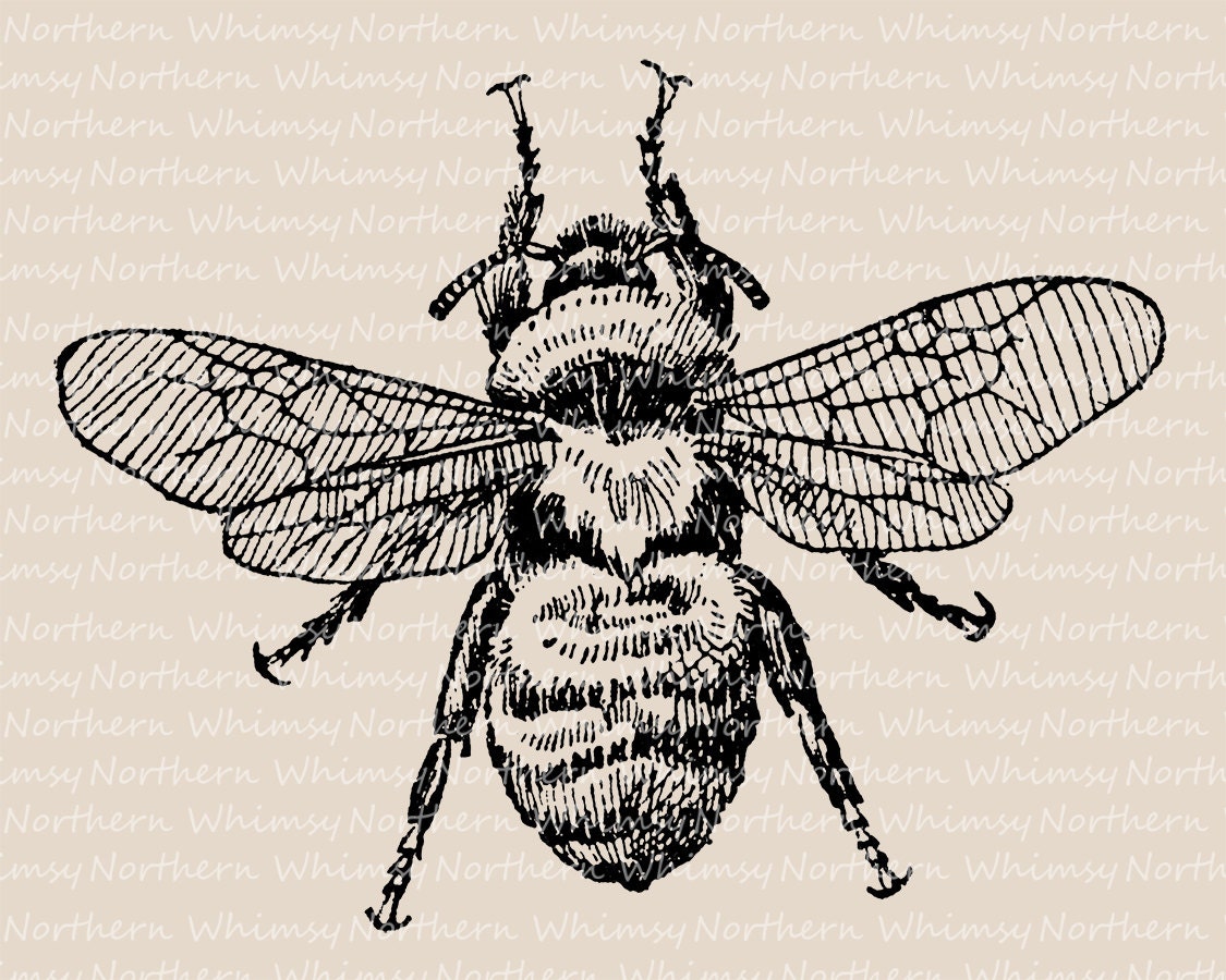Bumblebee Clip Art Vintage Bee Illustration Antique Bee Image Insect ...