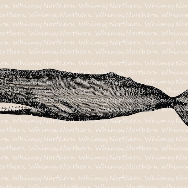 Whales Clip Art - Etsy