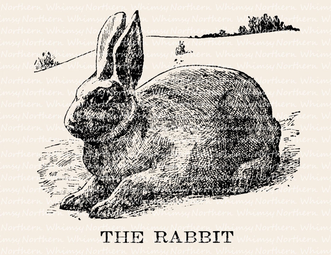 Bunny Rabbit Illustration Vintage Animal Clip Art Image Digital Stamp ...