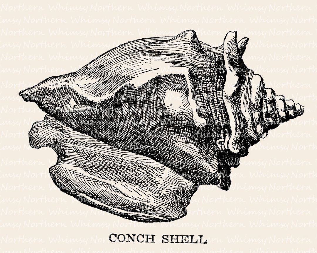 Conch Shell Clip Art Nautical Clip Art Ocean Clip Art Seashell ...