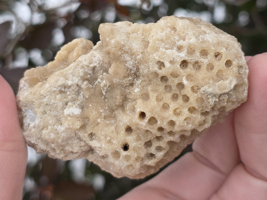 193g Fossil Coral W Calcite Crystals FLORIDA Honey Calcite Replacement ...