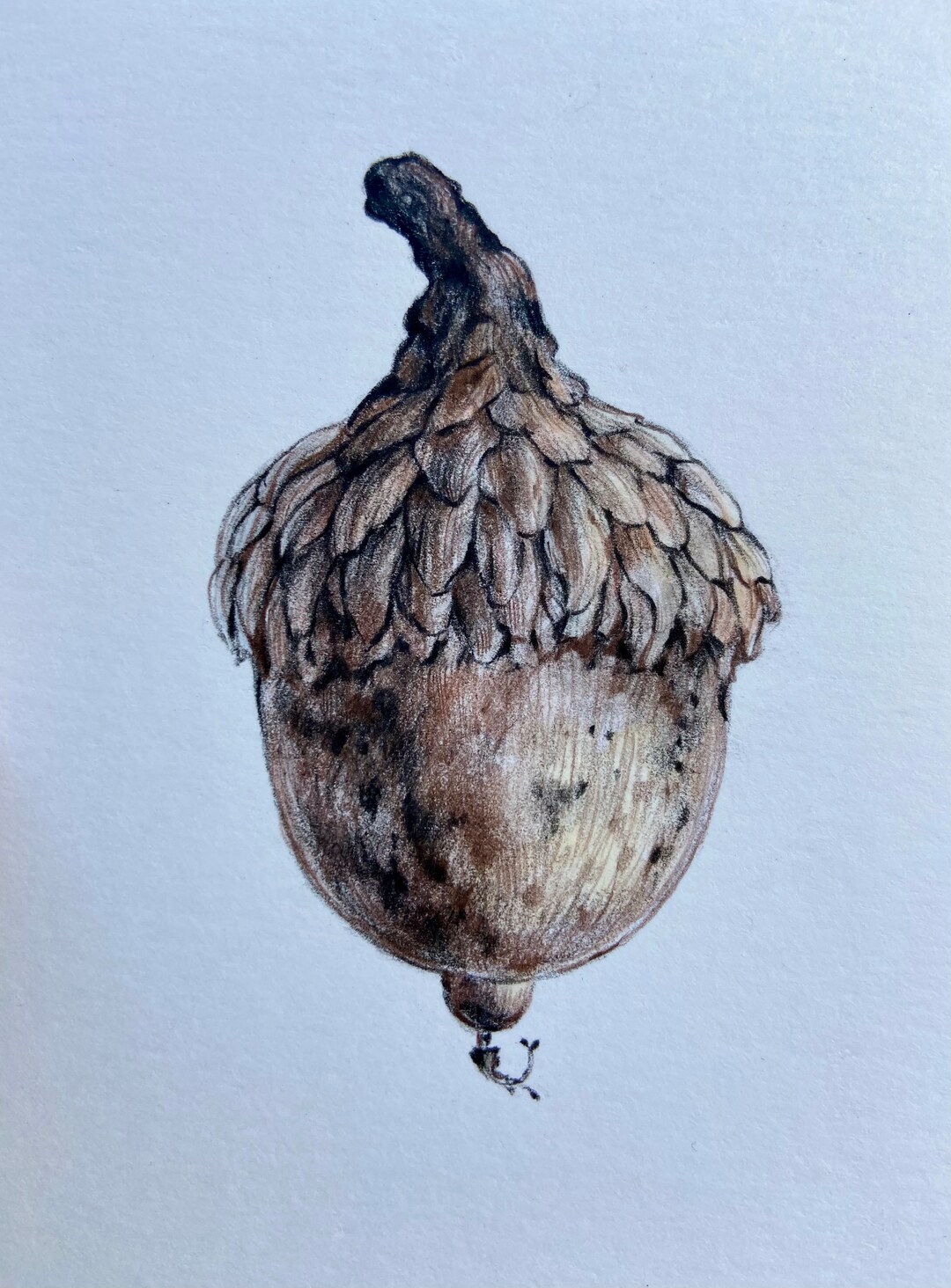 Original Acorn Drawing Pencils - Etsy