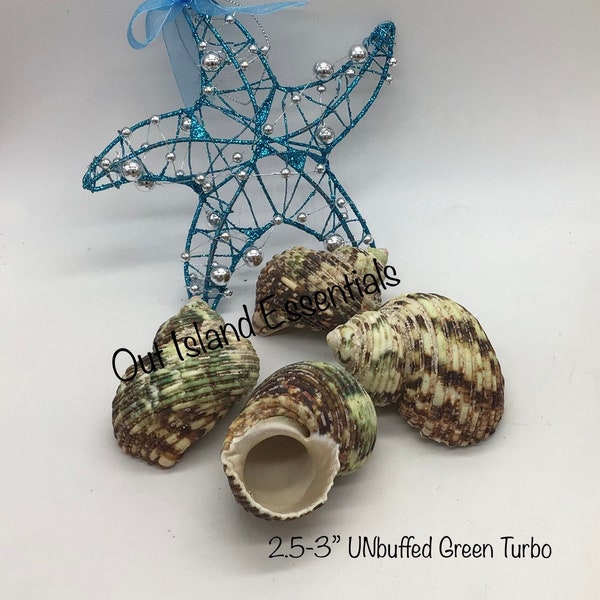 Hermit Crab Shell - Etsy