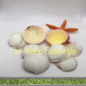 10 PCS. Tiger Clam Seashells I Craft Shells I Bulk Seashells I White ...