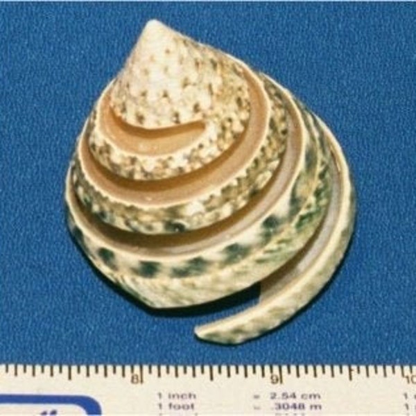 Trochus Shell - Etsy