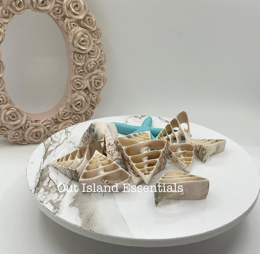 Center Cut Green Troca I Pearlized Green Trochus I 5pcs Green Sliced ...