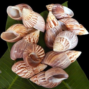 One Japanese Land Snail I Snail Shell | Japanese Seashell I 2 to 3 ...