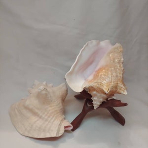 Bahamian Queen Conch Shell I Pink Conch Shell SLIT BACK I Large ...