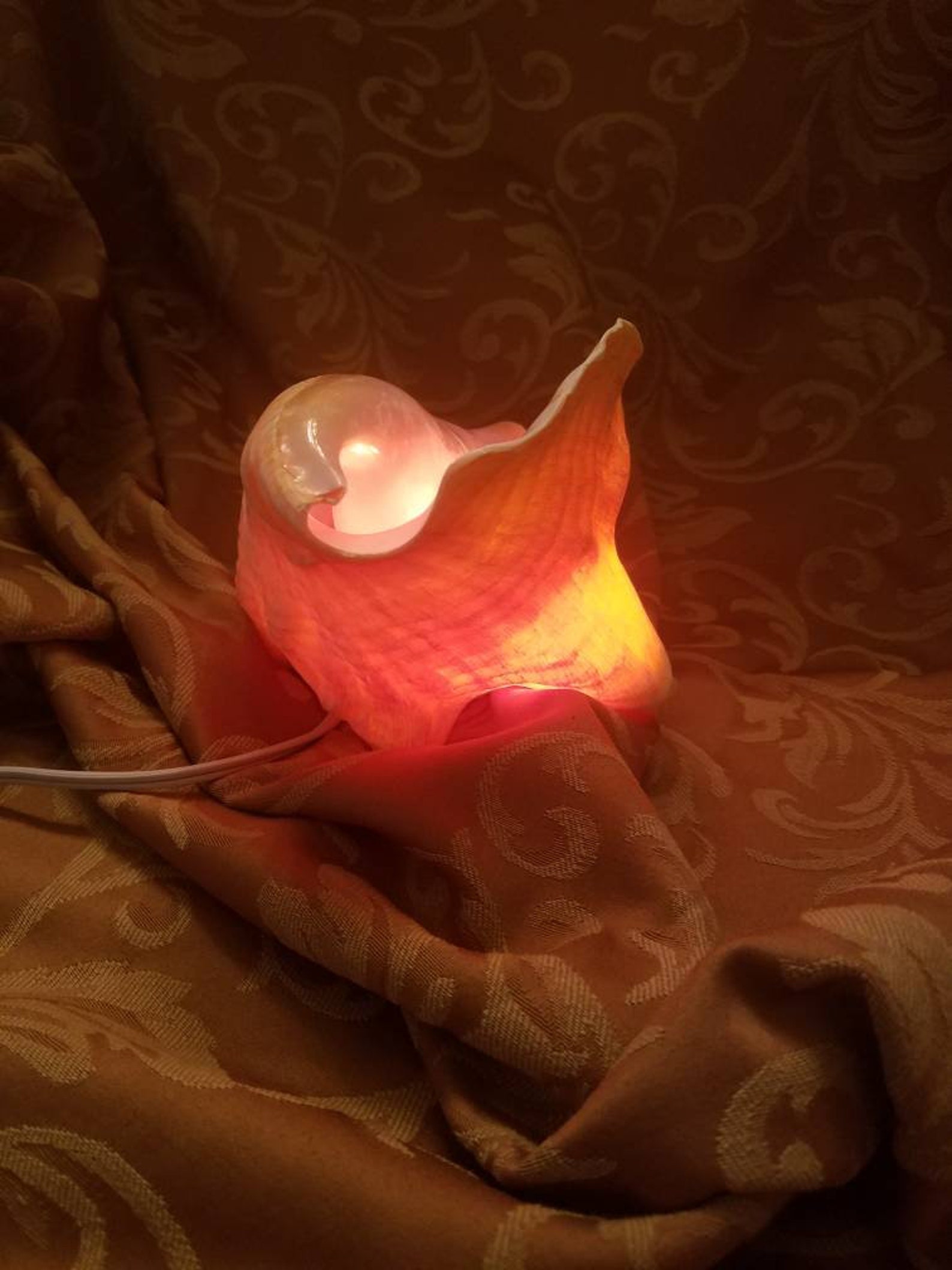 Bahamian Queen Conch Shell Light I Pink Conch Shell Night - Etsy