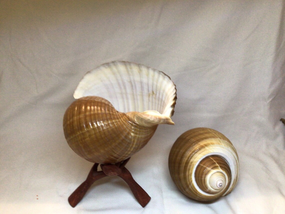 Tonna Oleria Shell I Extra Large Shell I Lightweight Seashell - Etsy