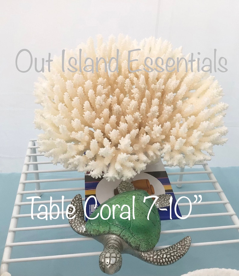 Table Coral I White Table Coral I Authentic Ocean Coral I - Etsy