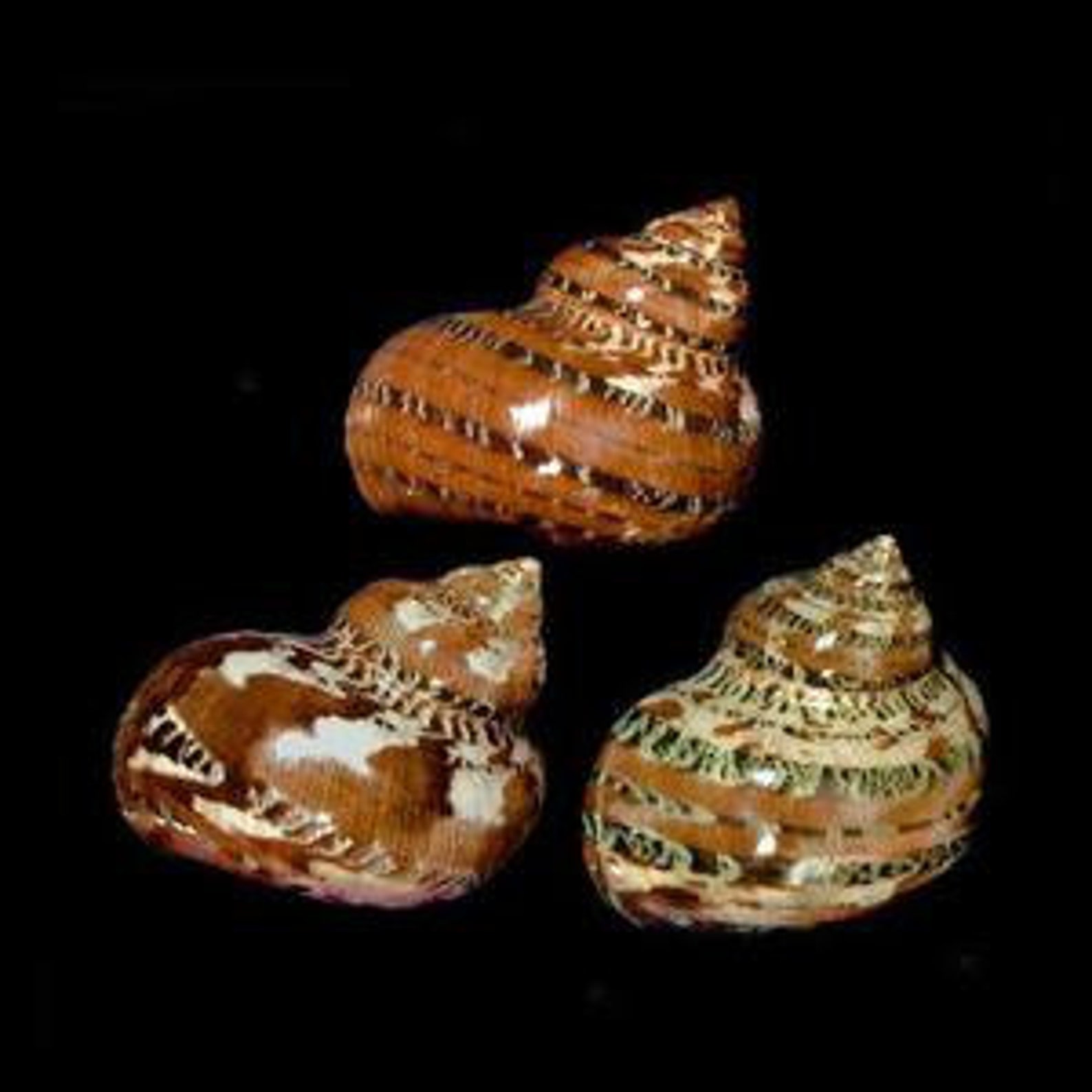 Turbo Petholatus Snakeskin Shell I Turbo Seashell I Turbo - Etsy