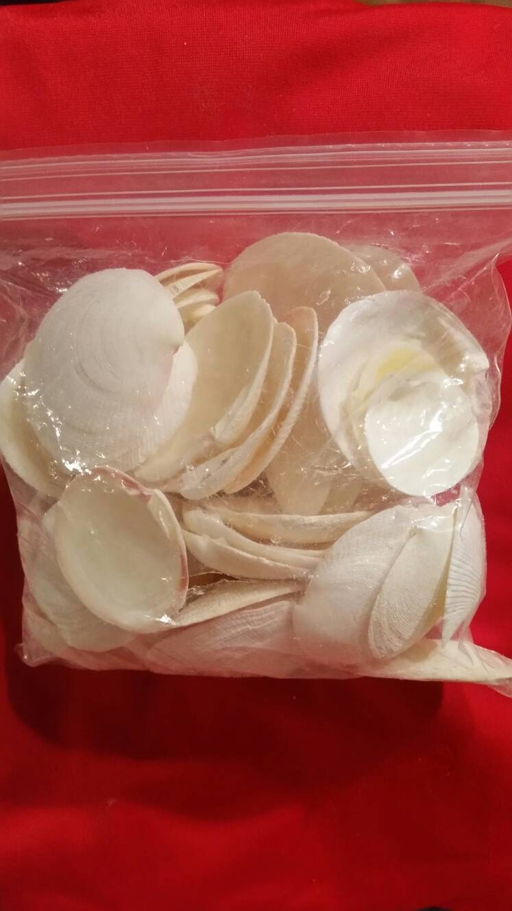 Tiger Clam Seashells, Clam Shells, White Tiger Clams, Craft Shells ...