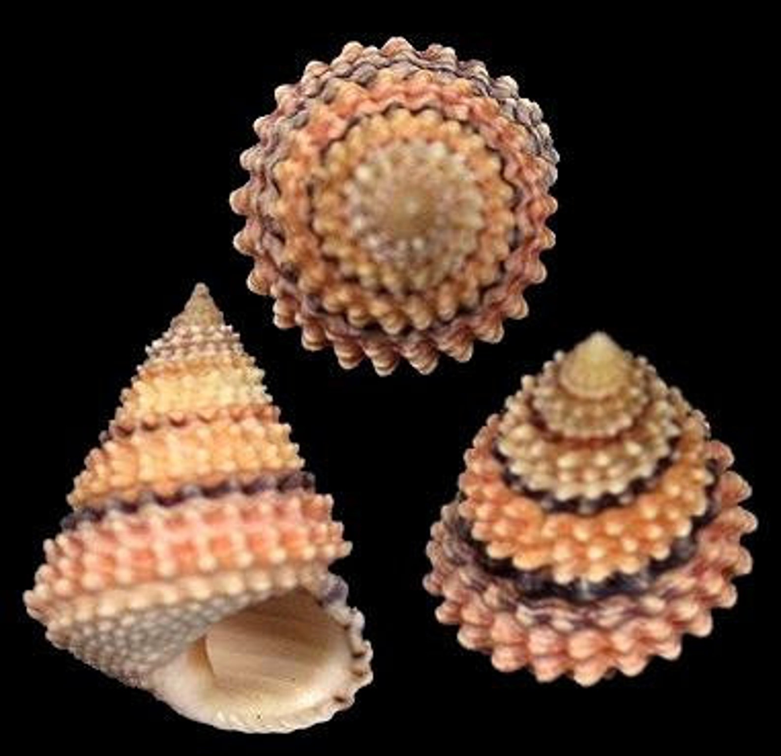 Tectarius Cream Top Medium Seashells I 5/8 Craft Shells I Beaded ...