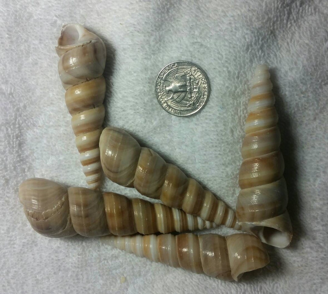 12-pcs Turretella Seashells I Craft Shells I Seashells I Wholesale ...