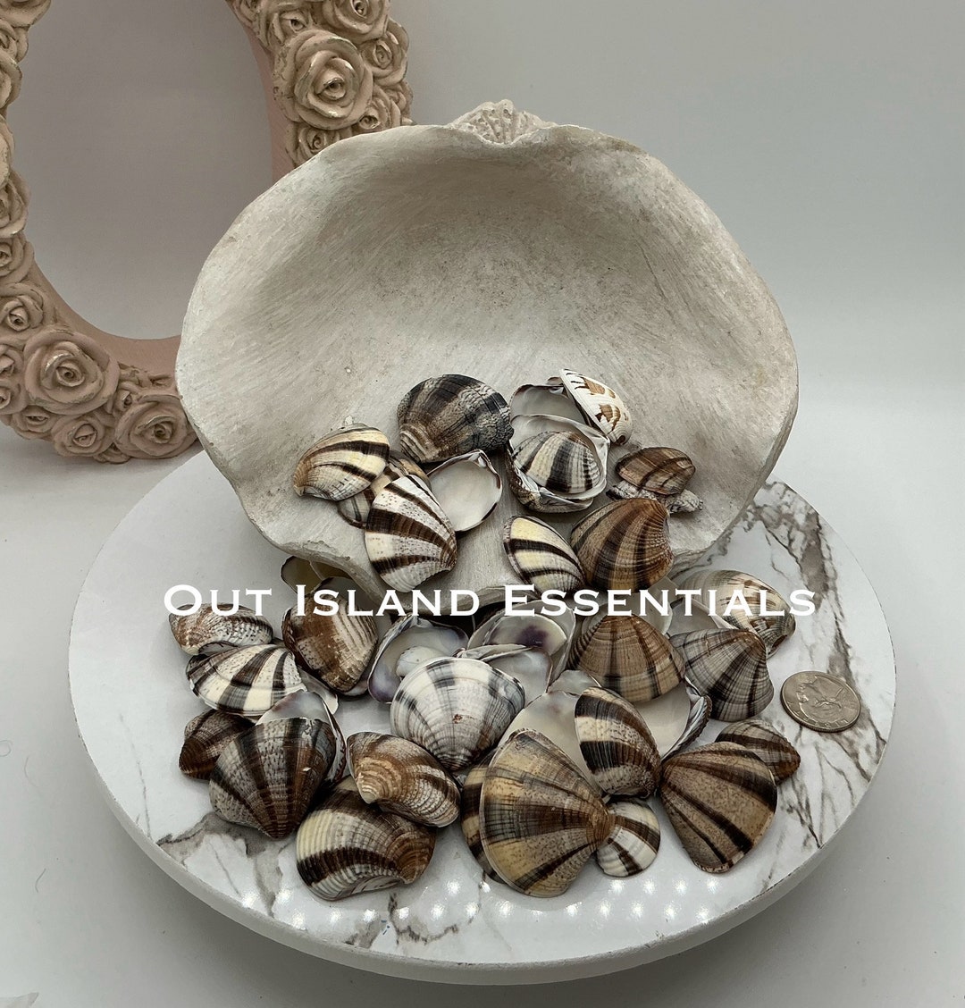 20pcs. Mexican Sunset Striped Clam Shells, Sunset Clams, Striped Shells ...
