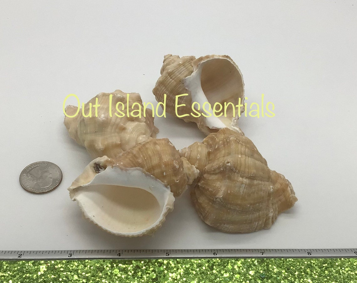 Rapana Rapiformis I Rapana Shell I Rapana Rapiformis Seashell I Turbo ...