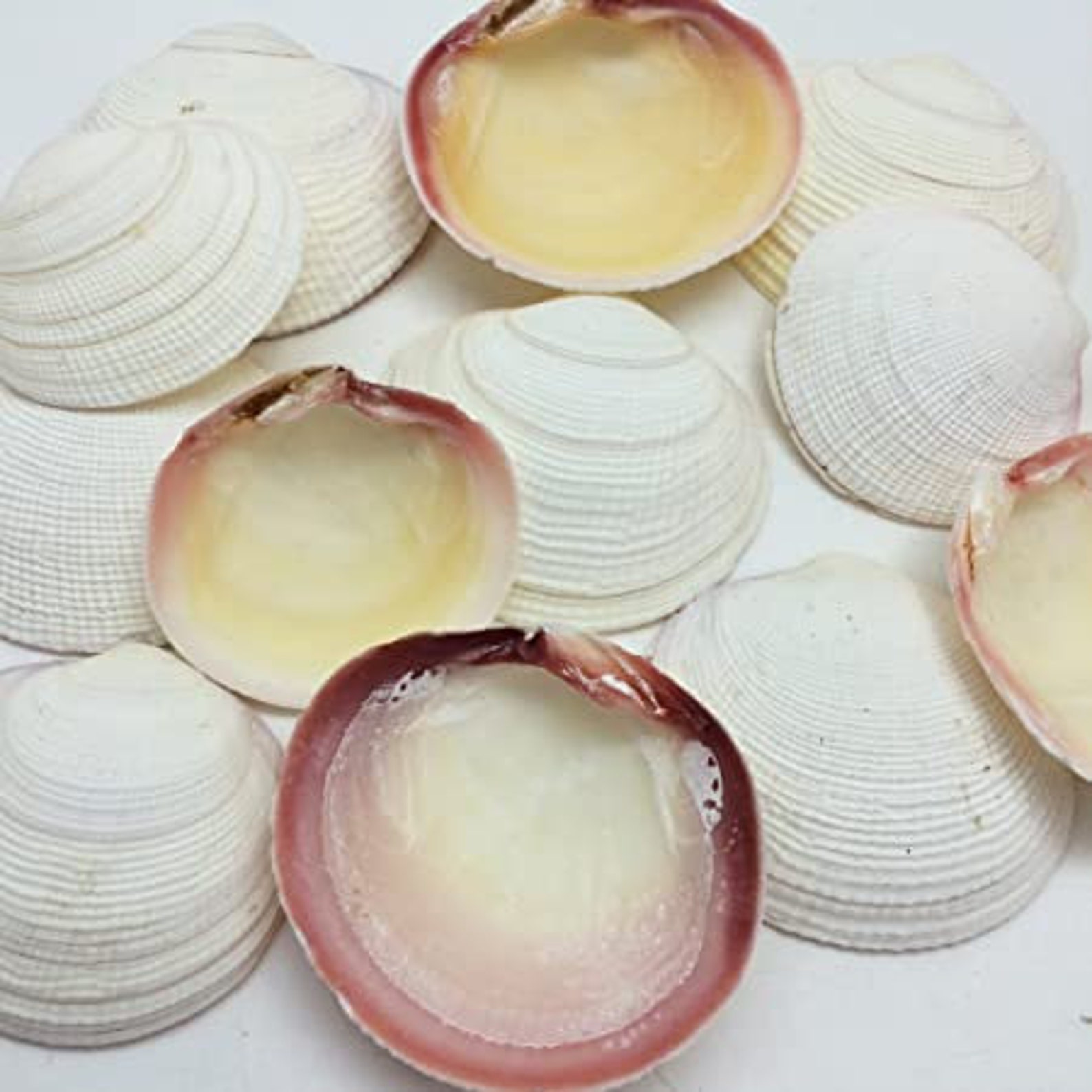 10 PCS. Tiger Clam Seashells I Craft Shells I Bulk Seashells I - Etsy