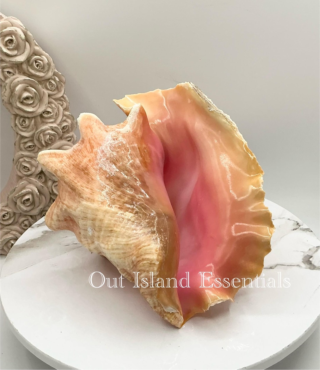 8" Natural Bahamian Queen Conch Shell I Pink Conch Shell SLIT BACK I ...