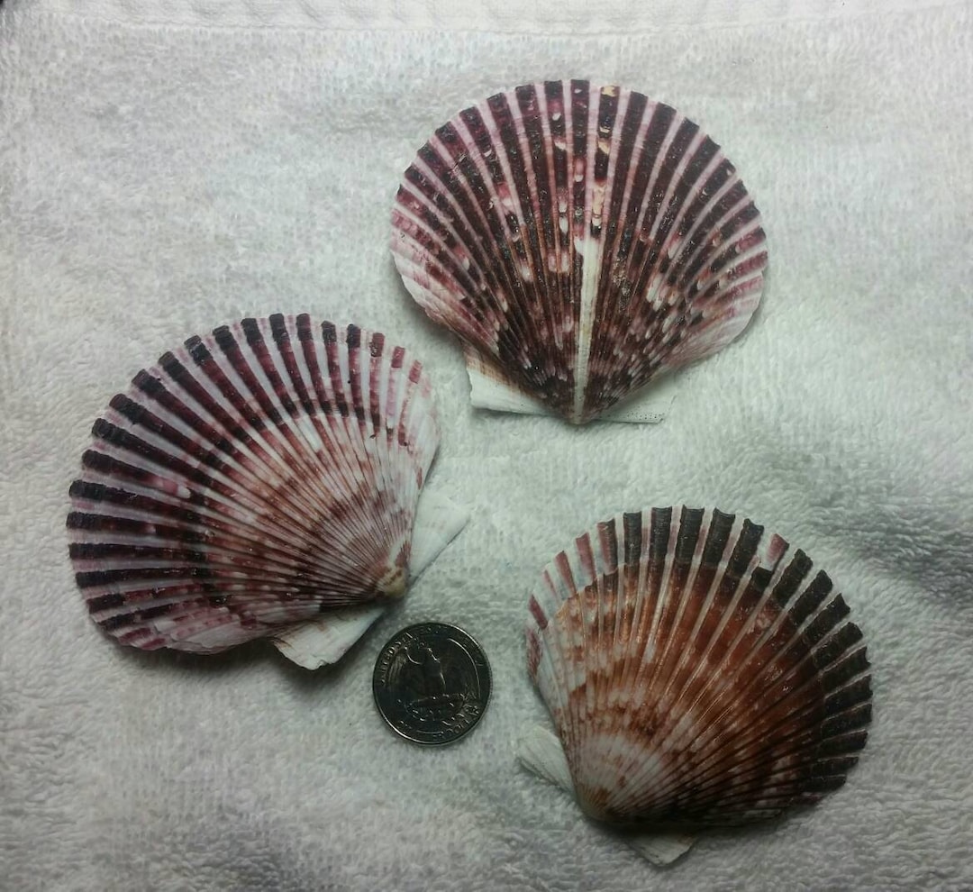 10 Purple Scallop Seashells I Purple Seashells I Pectin Shells I Craft ...