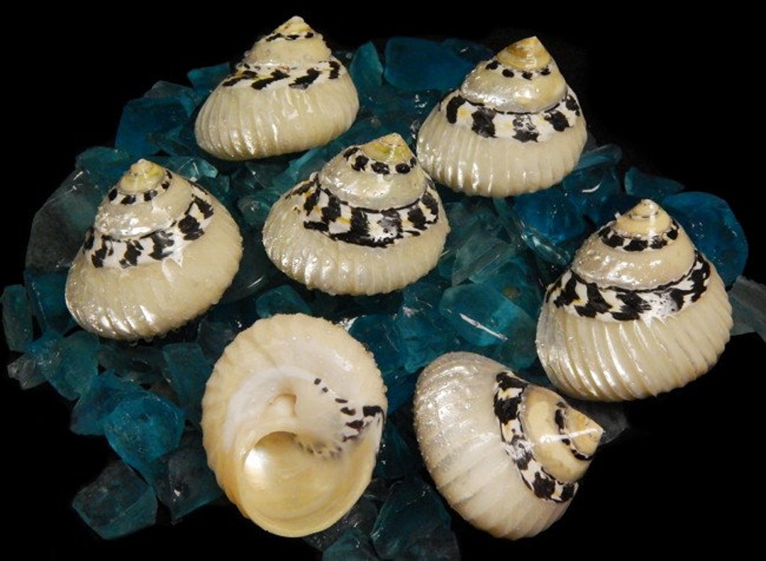 Polished Ribbed Pica I Hermit Crab Shell I Black and White Polished ...