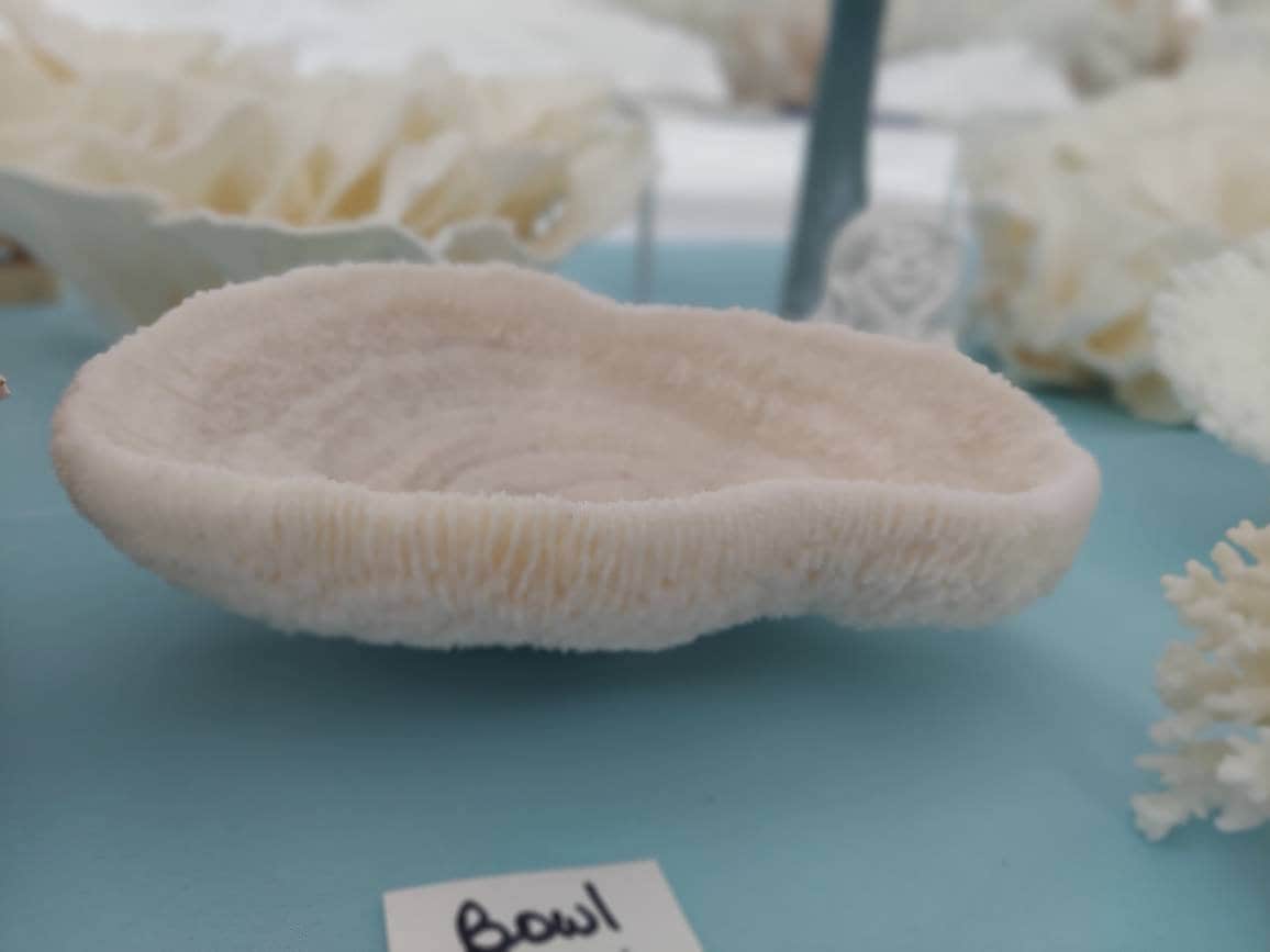 Bowl Coral I White Bowl Coral I Authentic Ocean Coral I Stunning White ...