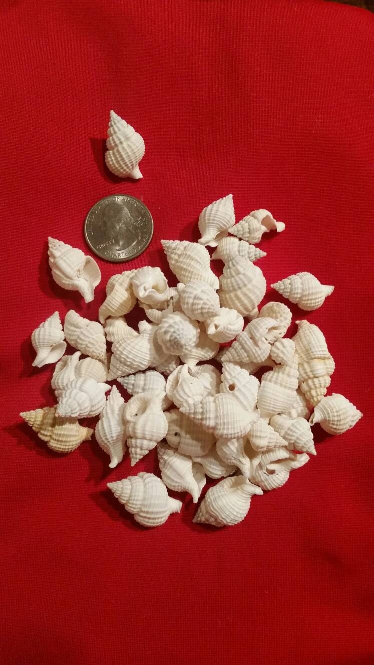 Nassa Reticulata I Craft Shells I Small Craft Shells I Small - Etsy UK
