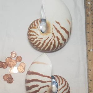 Nautilus Shell I Coastal Seashell I Coastal Decor I Large Seashell I ...