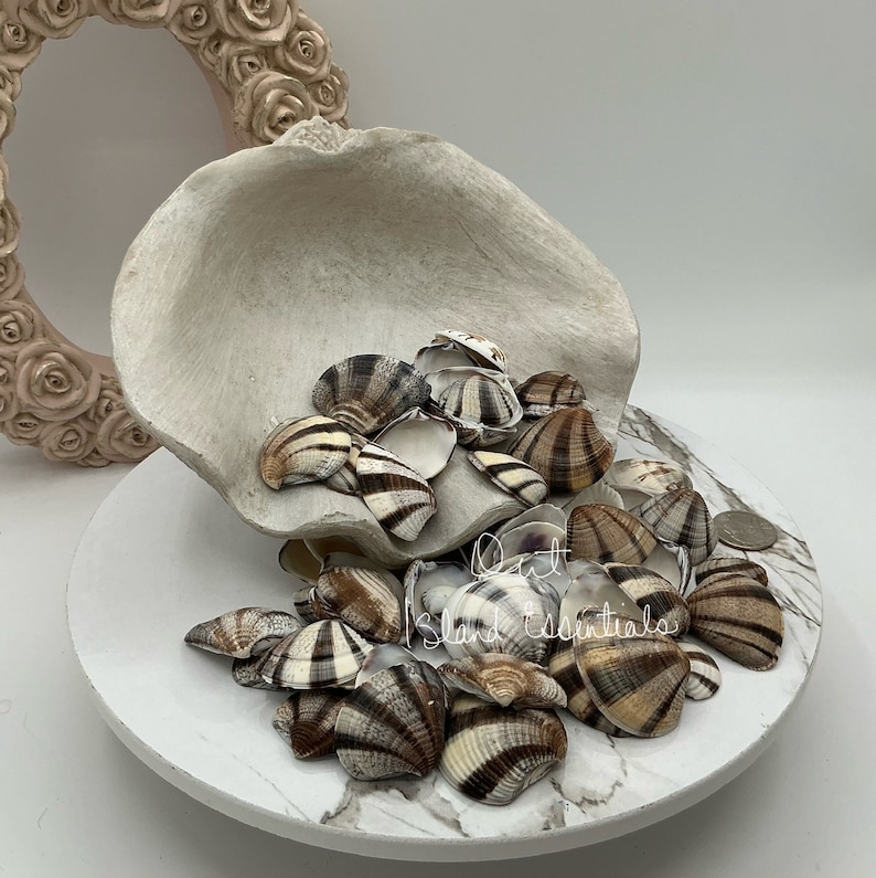 20pcs. Mexican Sunset Striped Clam Shells, Sunset Clams, Striped Shells ...