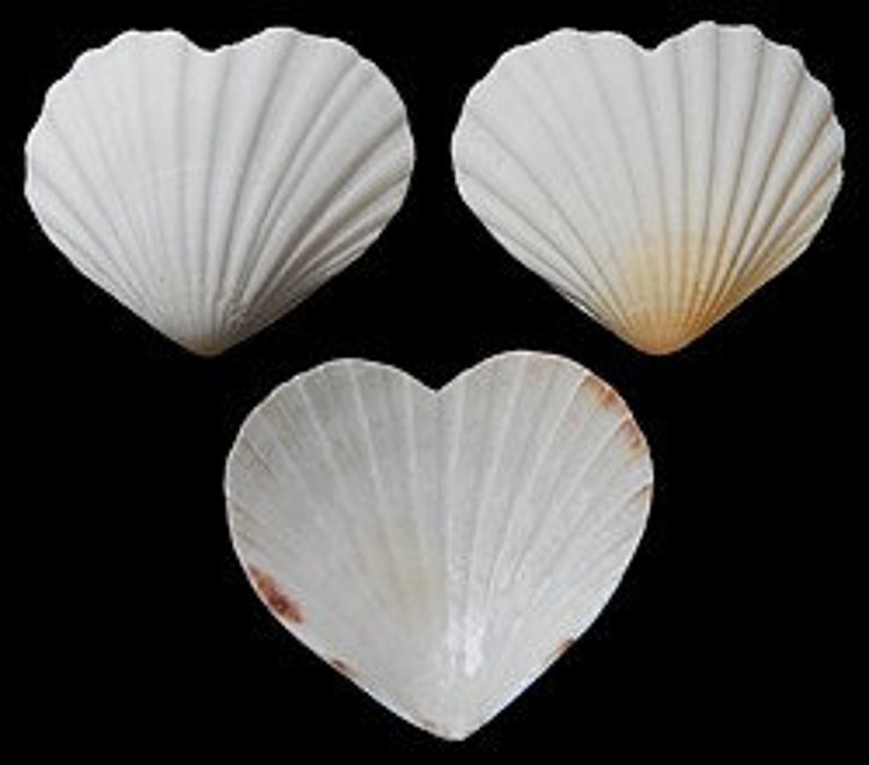 Heart Shape Scallop Shell I Semi-white Irish Baking Clam | Heart Shaped ...