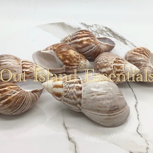 One Japanese Land Snail I Snail Shell | Japanese Seashell I 2 to 3 ...