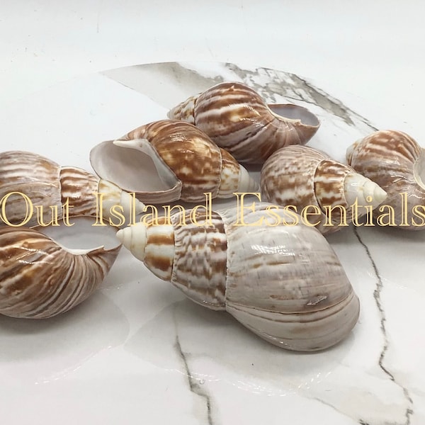 Japanese Land Snail Shells - Etsy