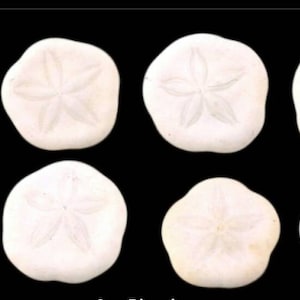 Baby Sea Biscuit (10), Seabiscuit Shell , Seashells, Beach Wedding ...