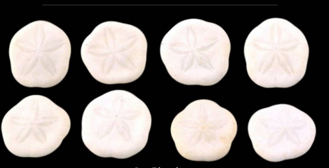 Baby Sea Biscuit 10 Seabiscuit Shell Seashells Beach - Etsy