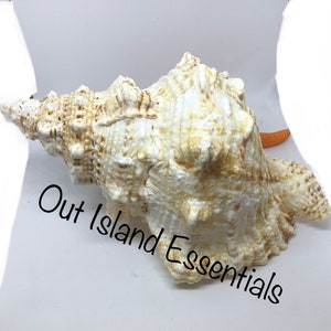 Fox Shell I Large 7-8" Pacific Lampas Shell I Display Shell I Specimen ...