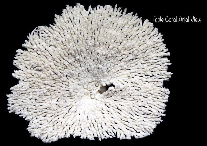 Table Coral I White Table Coral I Authentic Ocean Coral I - Etsy