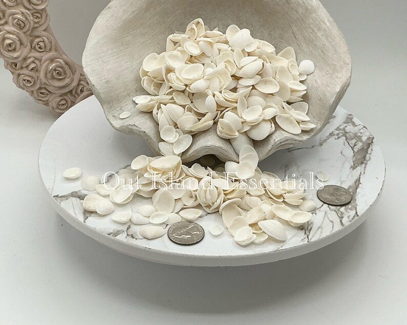 White Cay Cay Arc Shells – Small Craft Seashells (3/8-3/4") - Etsy