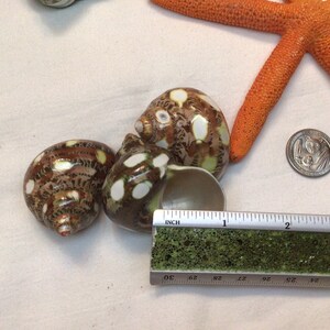 Spotted Turbo Petholatus I Spotted Shell I Turbo Seashell I Turbo ...