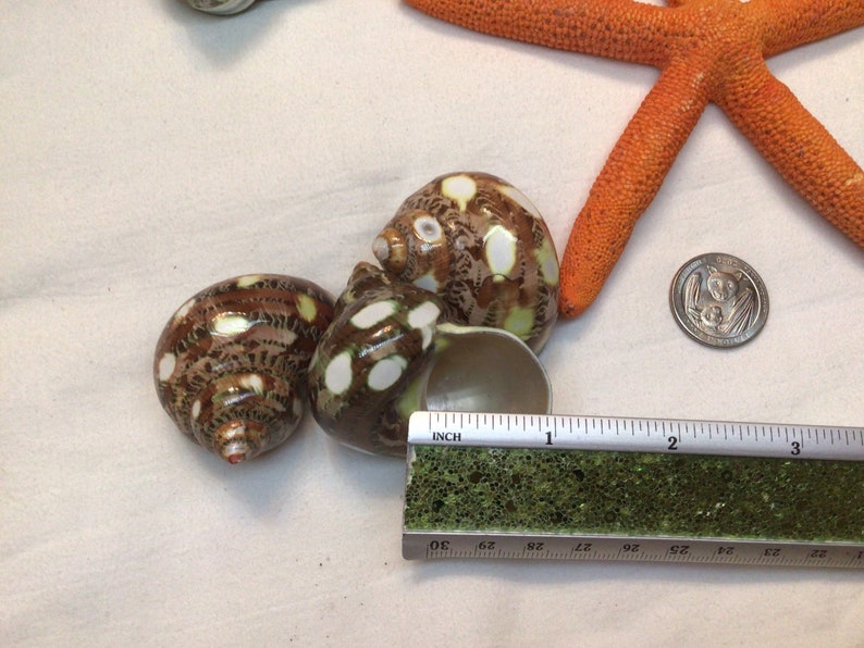 Spotted Turbo Petholatus I Spotted Shell I Turbo Seashell I - Etsy