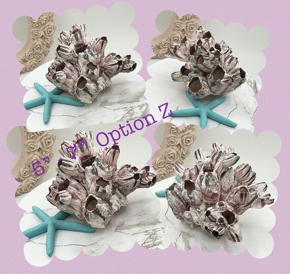 Barnacle Crafts Goose Barnacle