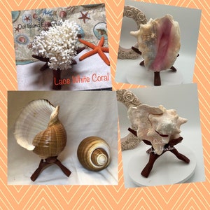 Large Wood Display Stand I Large Wooden Display Stand I Conch Shell ...