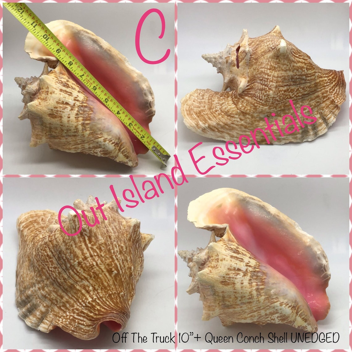Natural Large Bahamian Queen Conch Shell I Pink Conch Shell | Etsy
